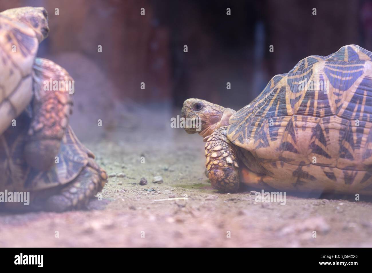 Dublin / Ireland: Dublin Zoo animals in captivity Stock Photo - Alamy
