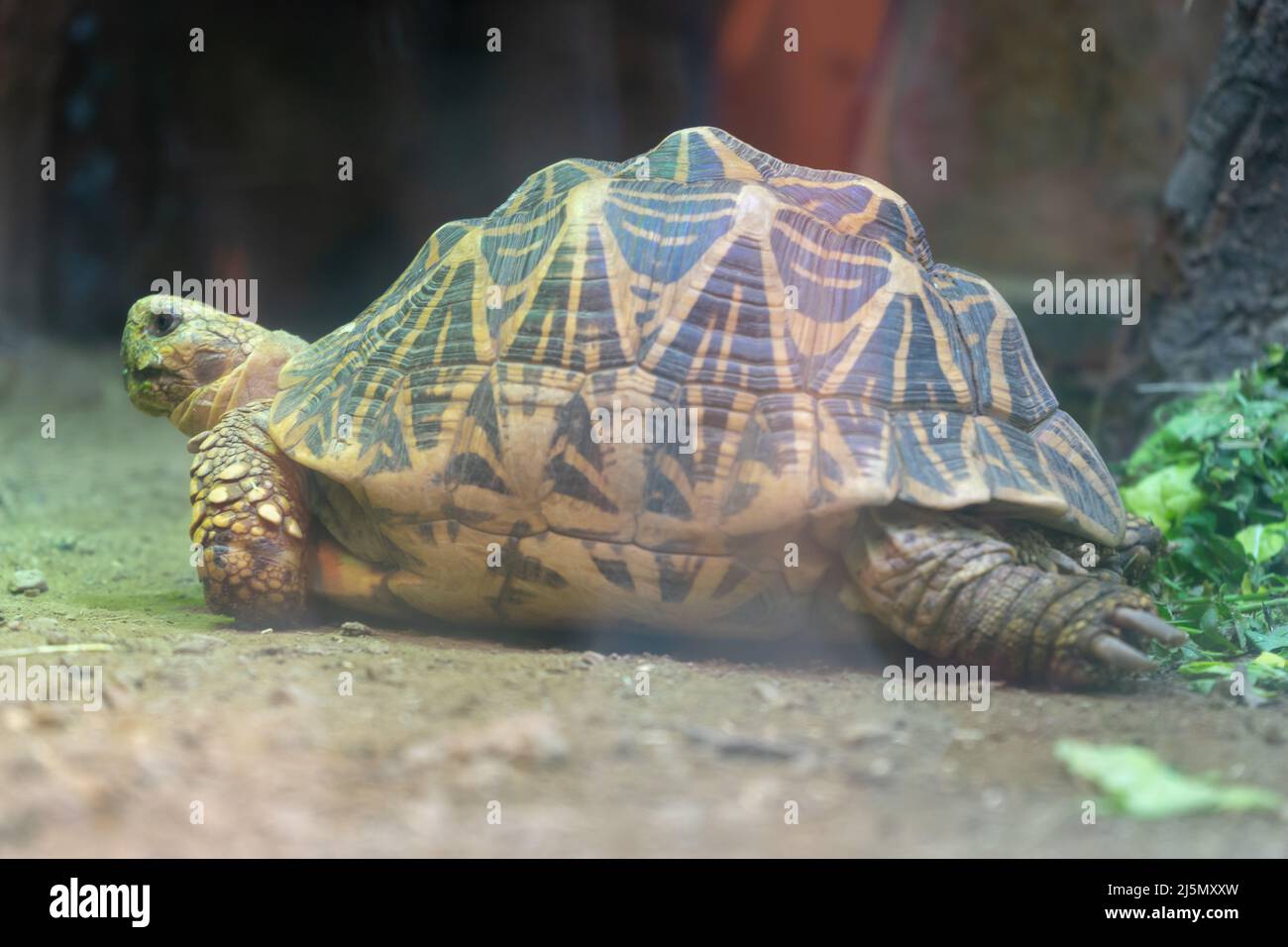 Dublin / Ireland: Dublin Zoo animals in captivity Stock Photo - Alamy