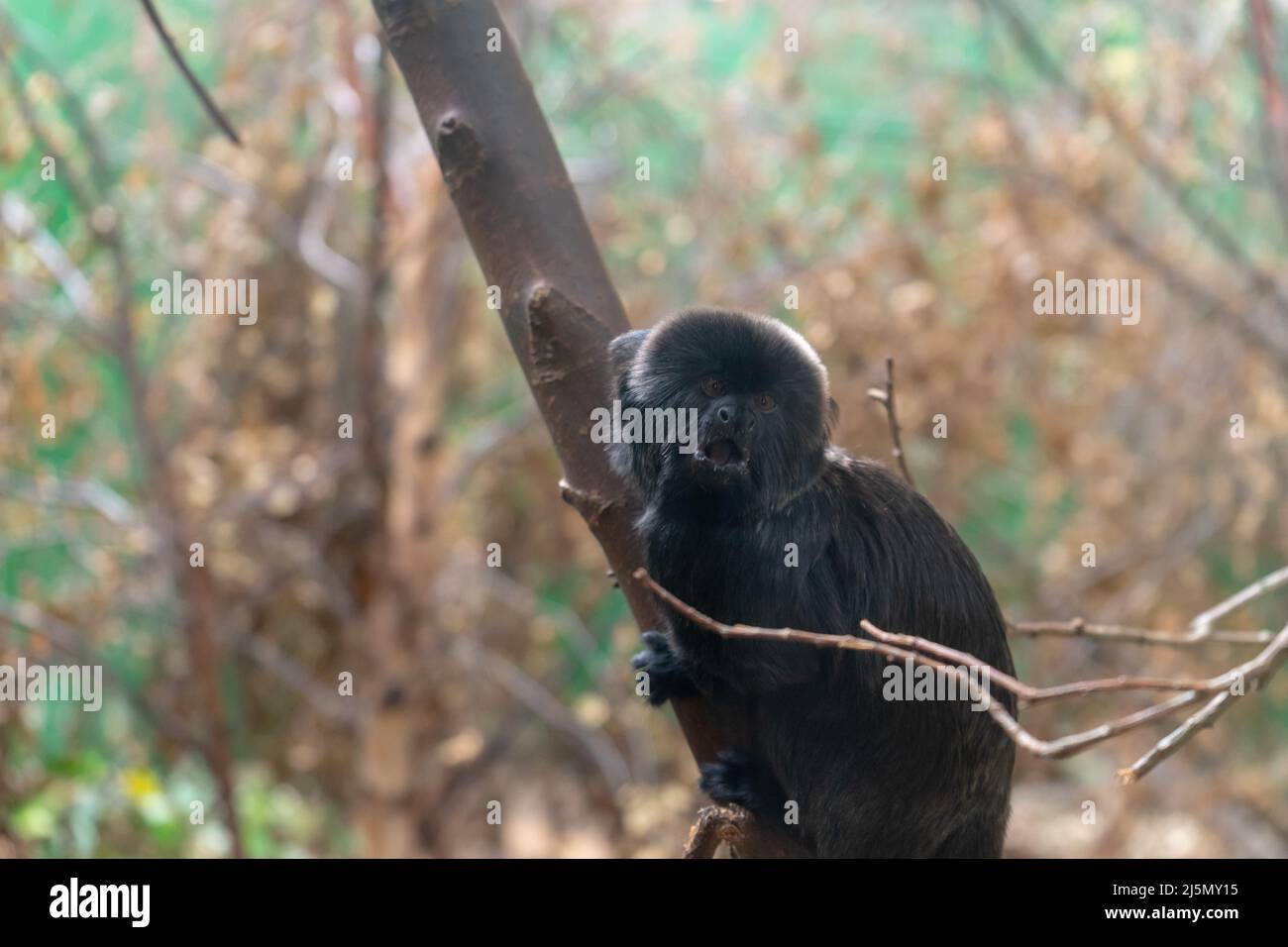 Dublin / Ireland: Dublin Zoo animals in captivity Stock Photo - Alamy