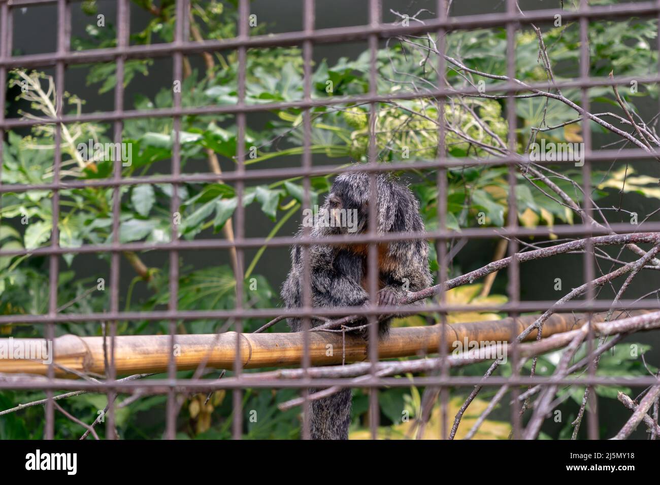 Dublin / Ireland: Dublin Zoo animals in captivity Stock Photo - Alamy