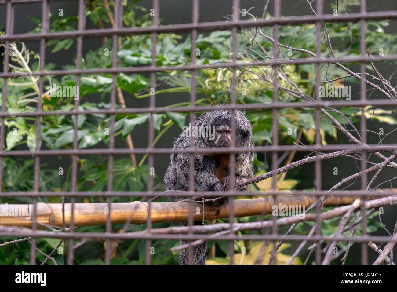 Dublin / Ireland: Dublin Zoo animals in captivity Stock Photo - Alamy