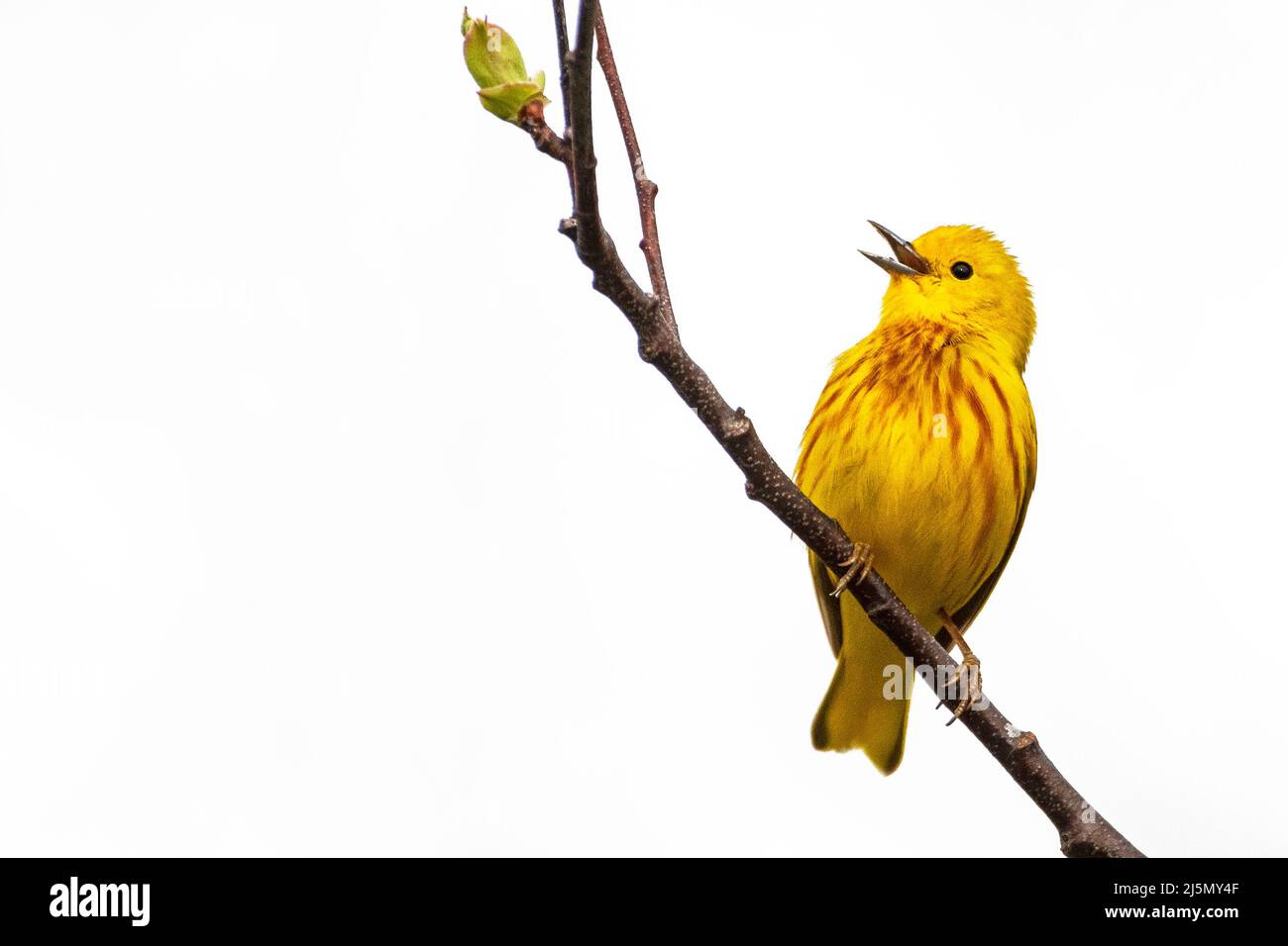 Yellow warbler singing during spring migration Stock Photo - Alamy