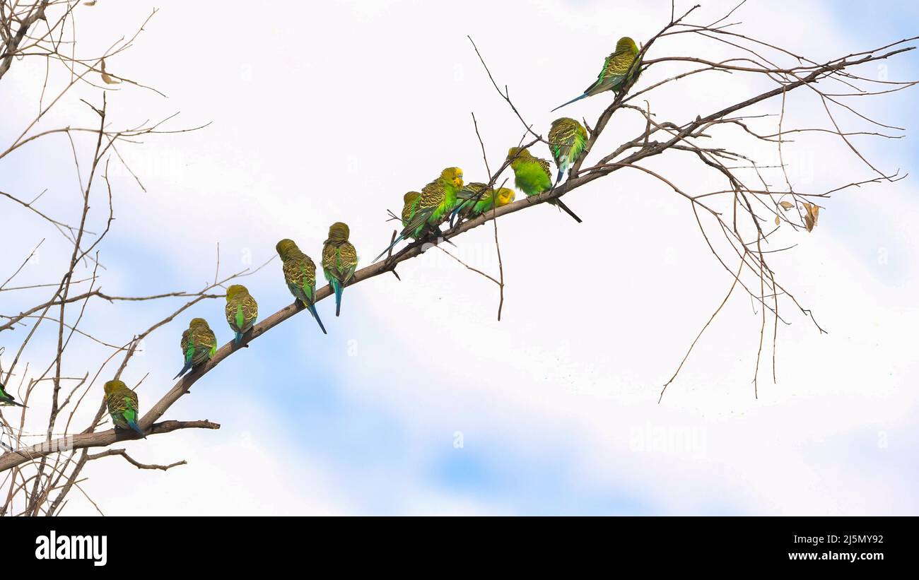 a budgie flock in a tree at redbank waterhole Stock Photo - Alamy