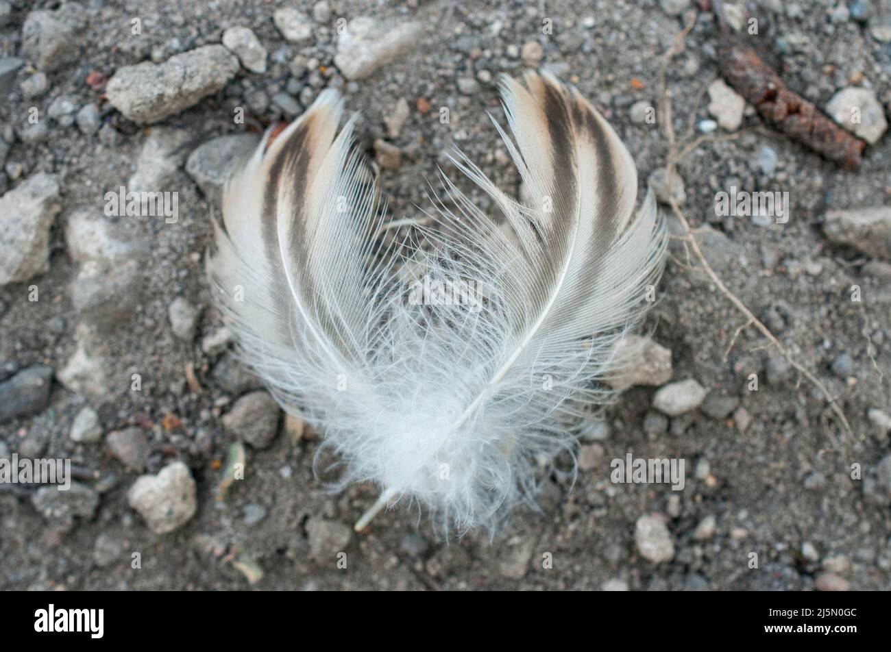 Duckfeathers hi-res stock photography and images - Alamy