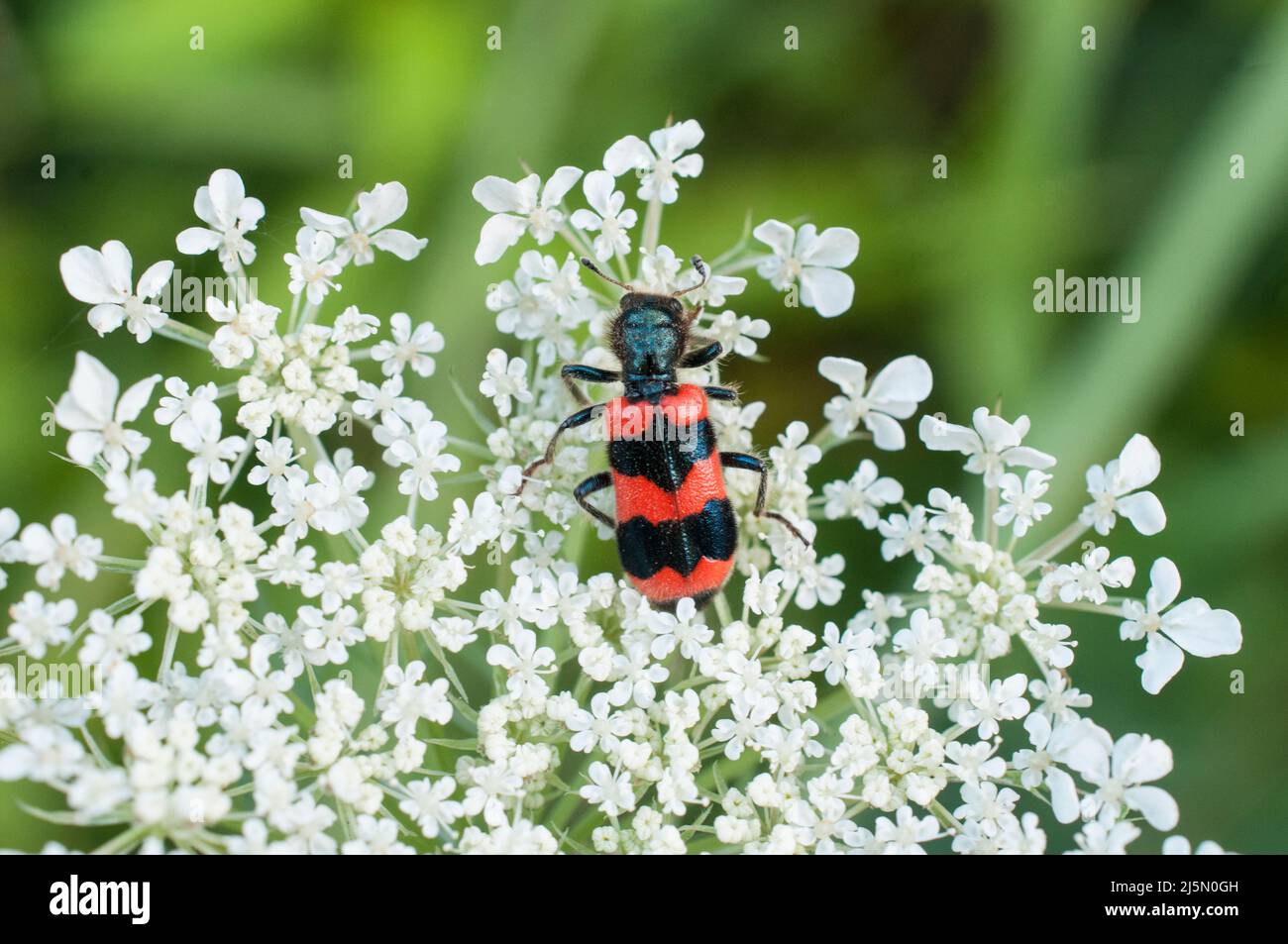 beetle, trichodes apiarius Stock Photo - Alamy