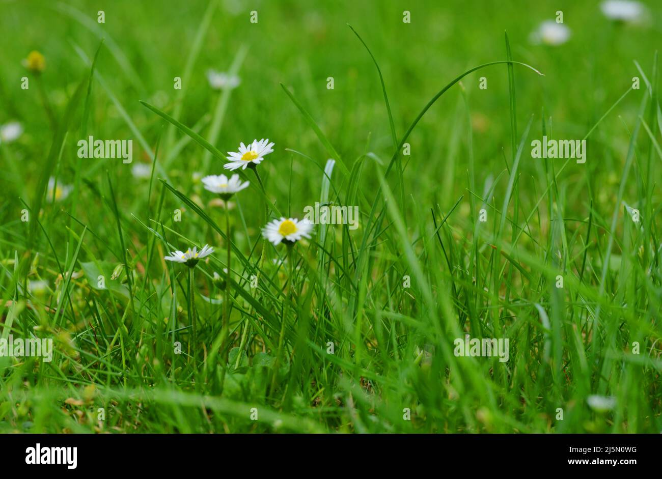 Green grass with daisy flowers Stock Photo - Alamy