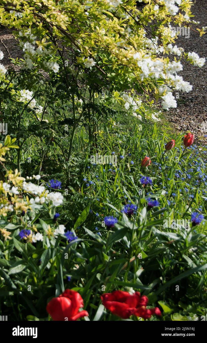 Red white and blue in a spring garden Stock Photo - Alamy