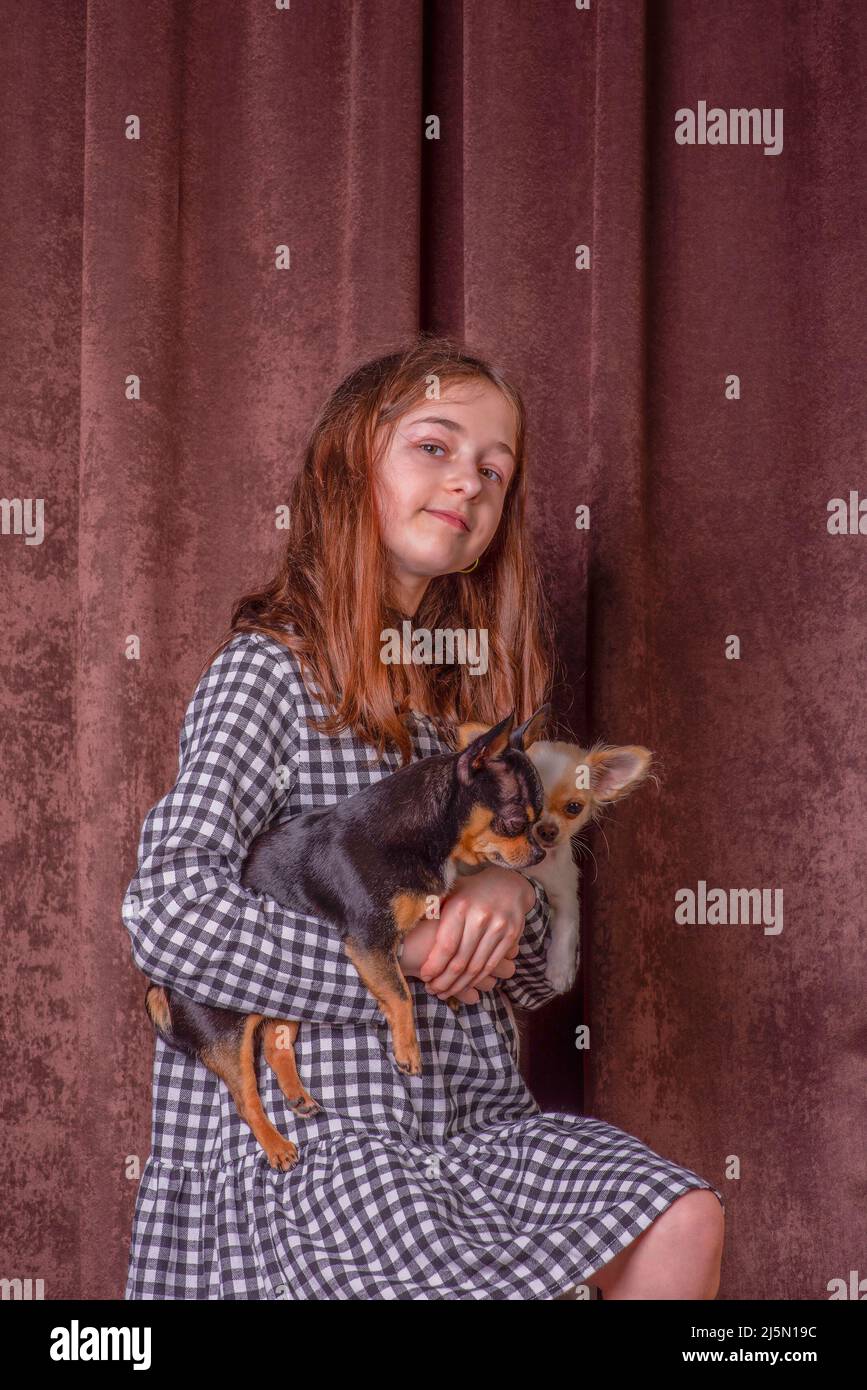 Girl and white dog. Teen girl with a dogs of the Chihuahua breed on a ...