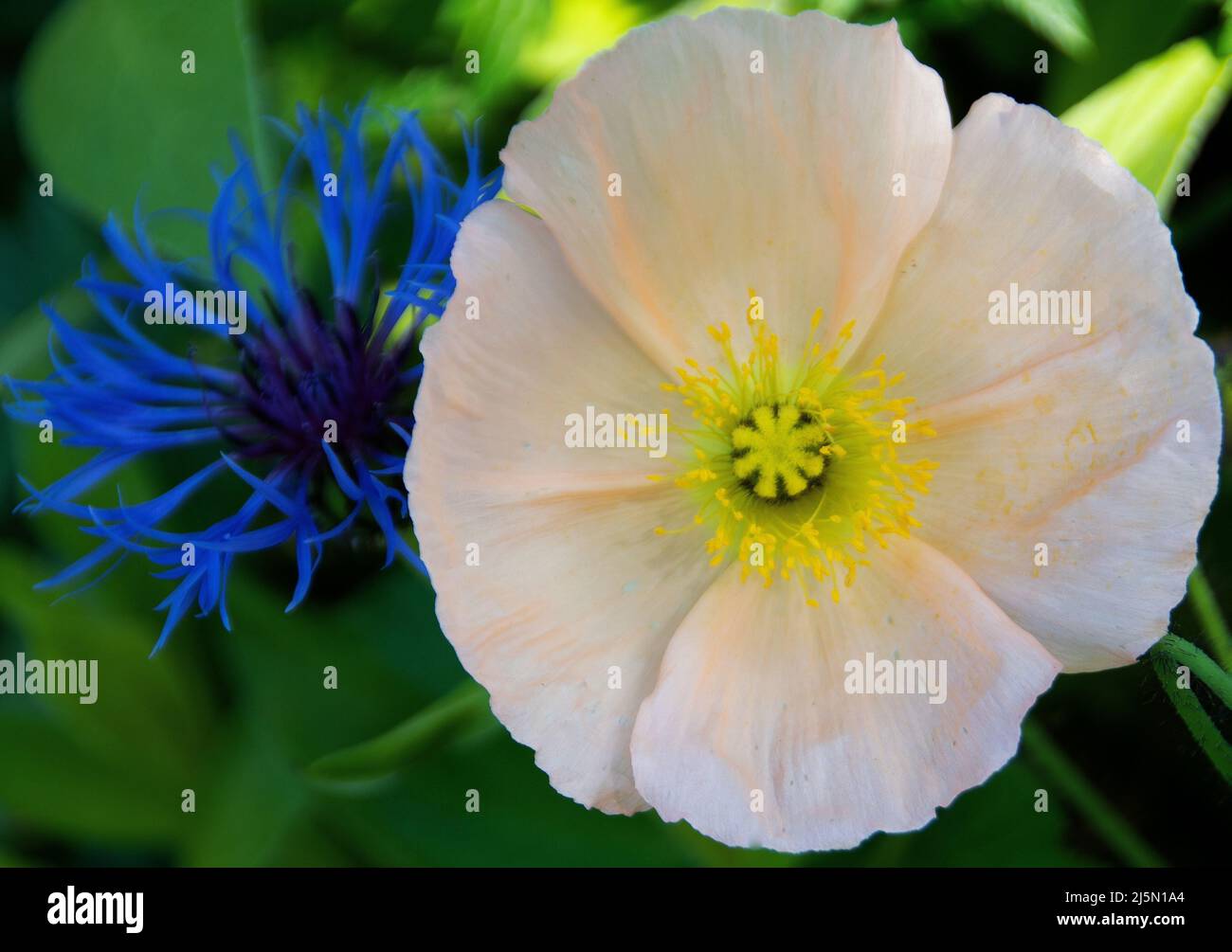 Yellow iceland poppy papaver nudicaule hi-res stock photography and ...