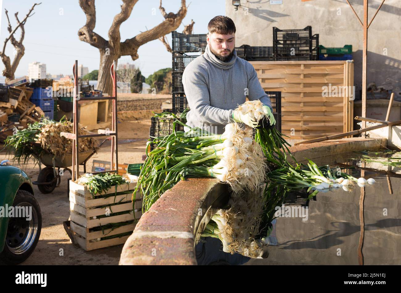 Onion harvest young farmer hi-res stock photography and images - Alamy