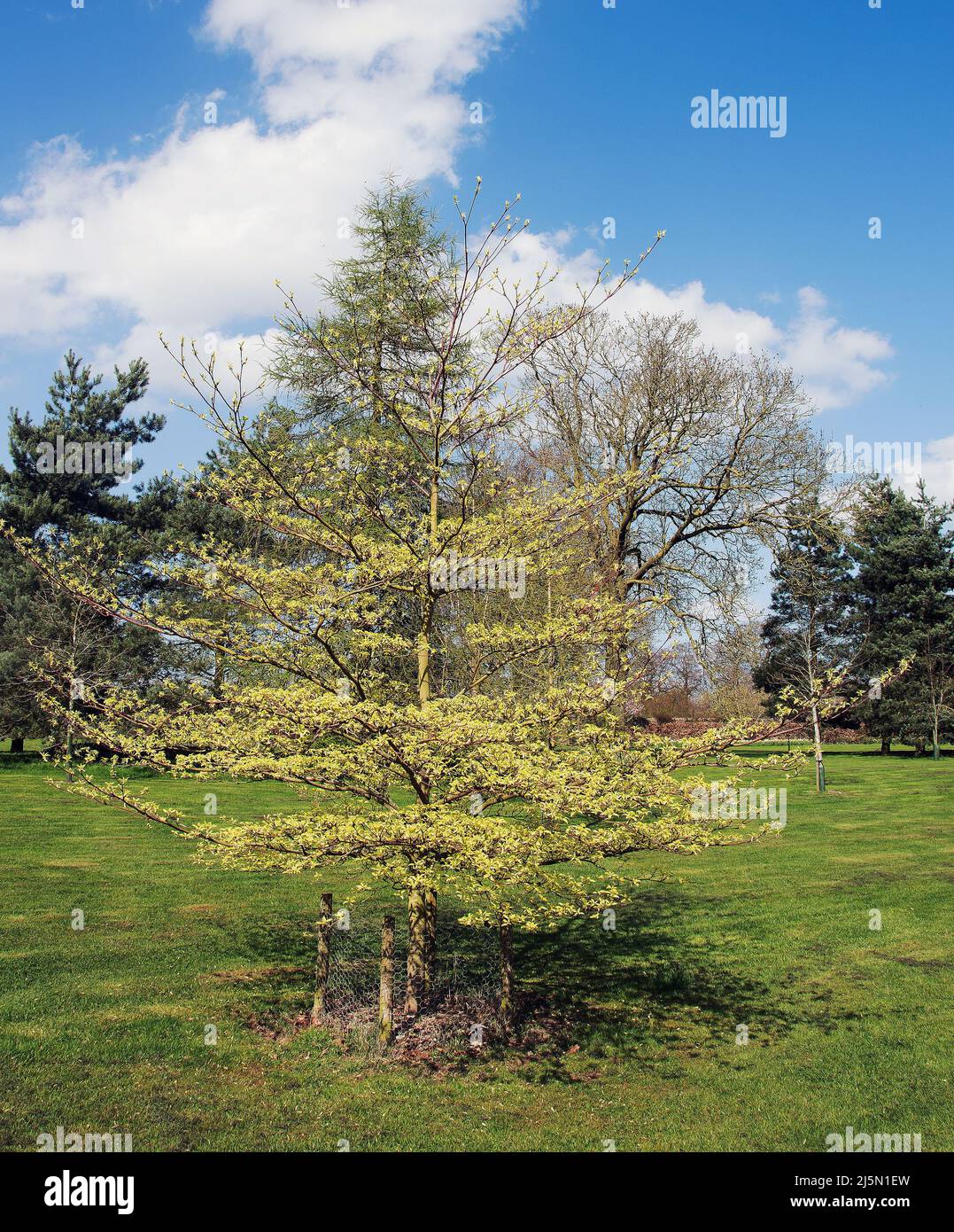 Distinctive tiered branching pattern hi-res stock photography and ...