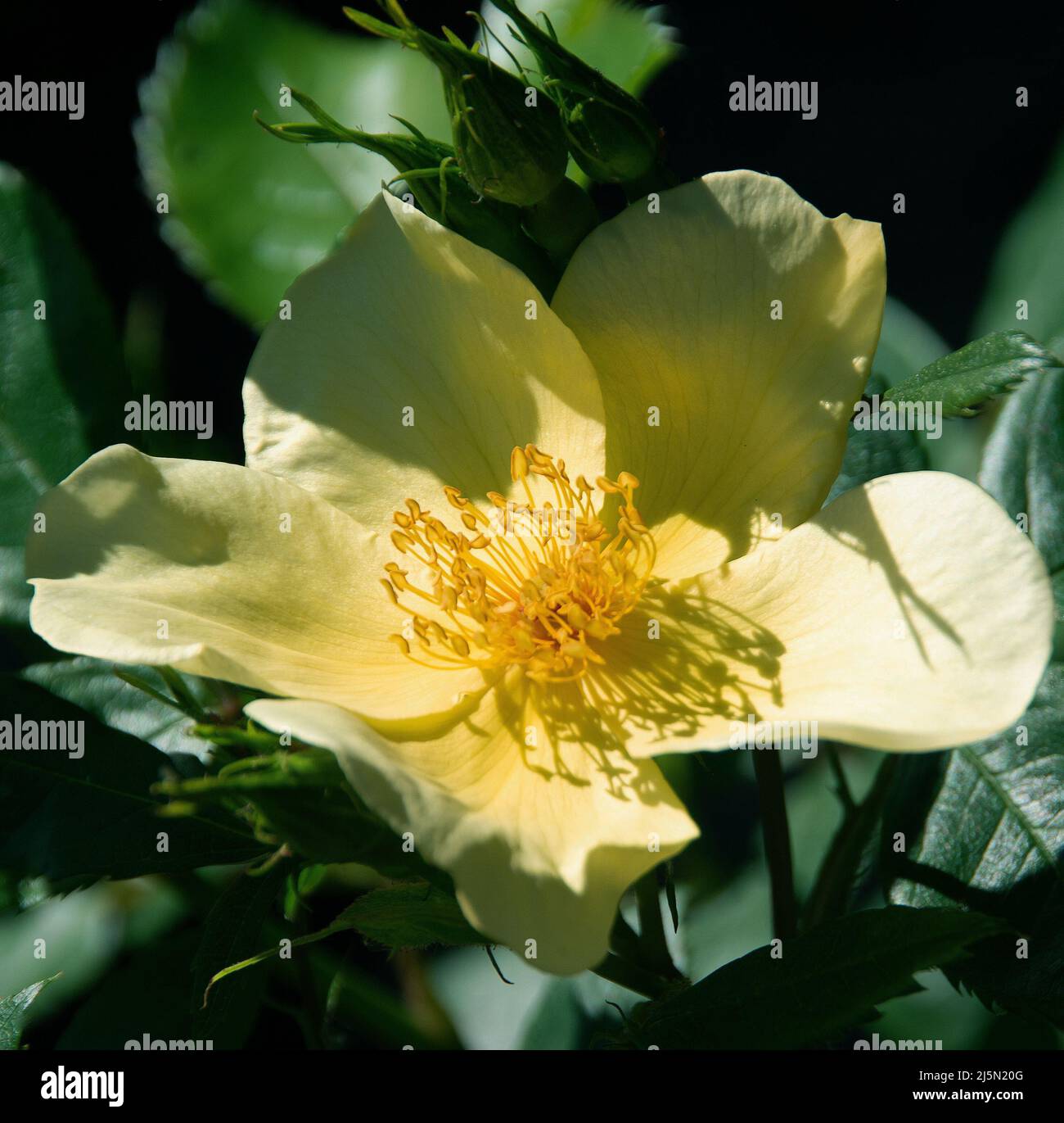Rosa 'Tottering by Gently' Stock Photo - Alamy