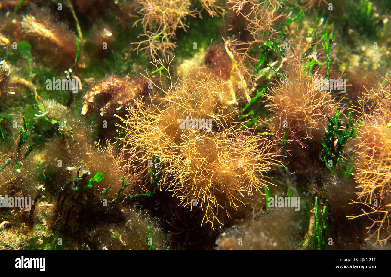 Pink segmented algae hi-res stock photography and images - Alamy