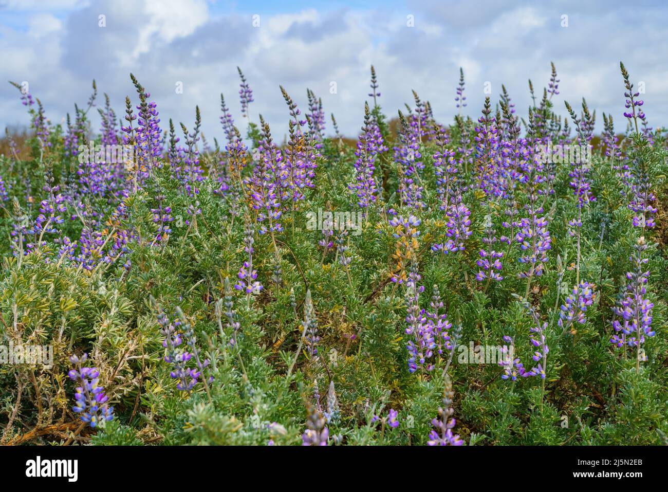 Silver Lupine (Lupinus argenteus) in bloom, silvery-green leaves line ...
