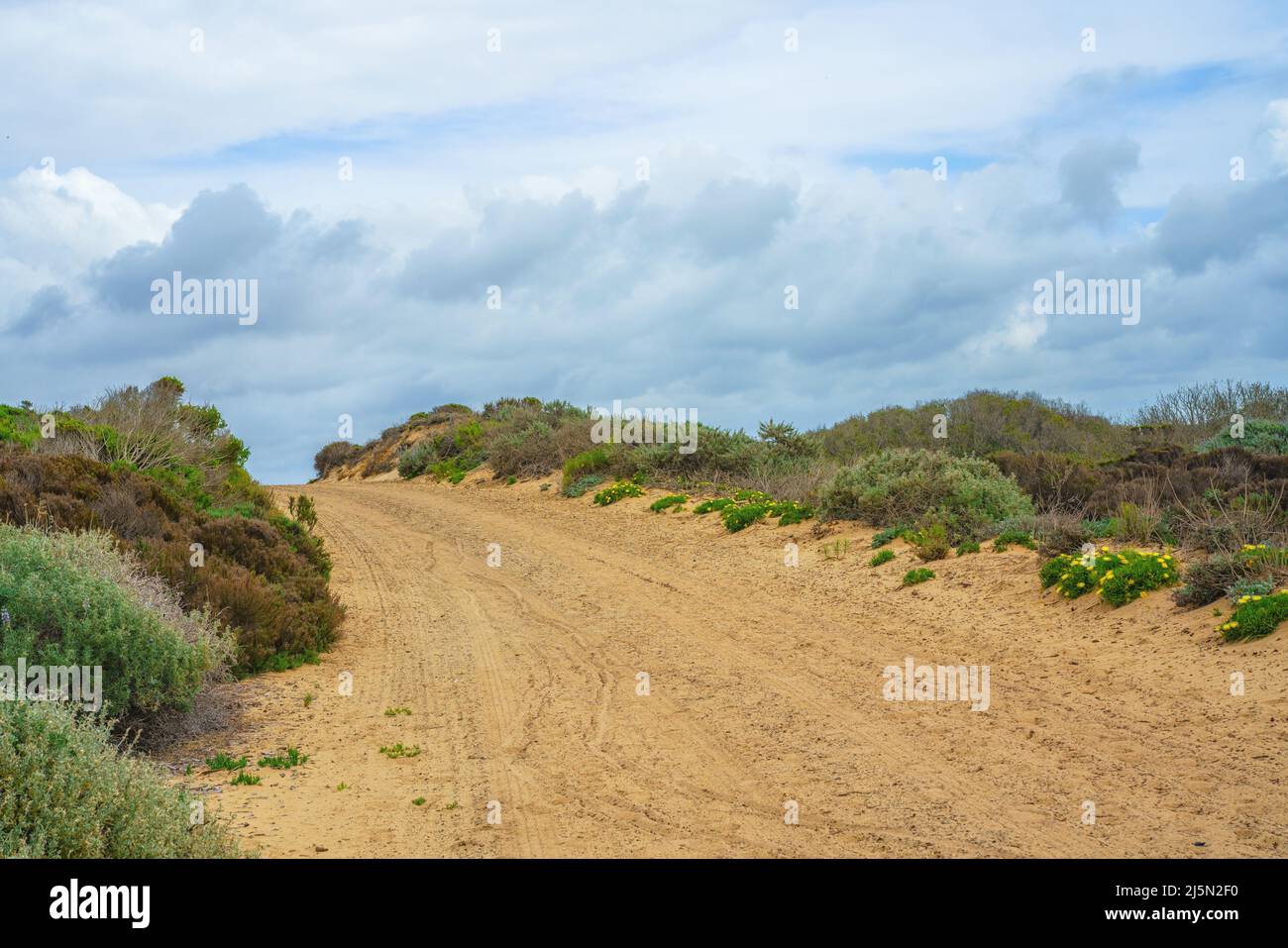 Hiking trail through the wilderness area, California. Native plants ...
