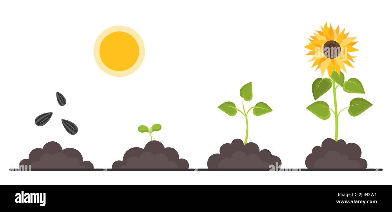 Plant Growth Stages Stock Vector Image And Art Alamy 5258