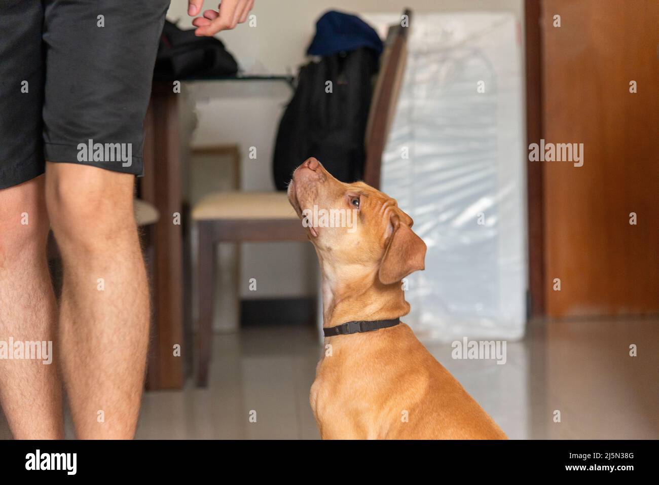 Caramel colored face hi-res stock photography and images - Alamy