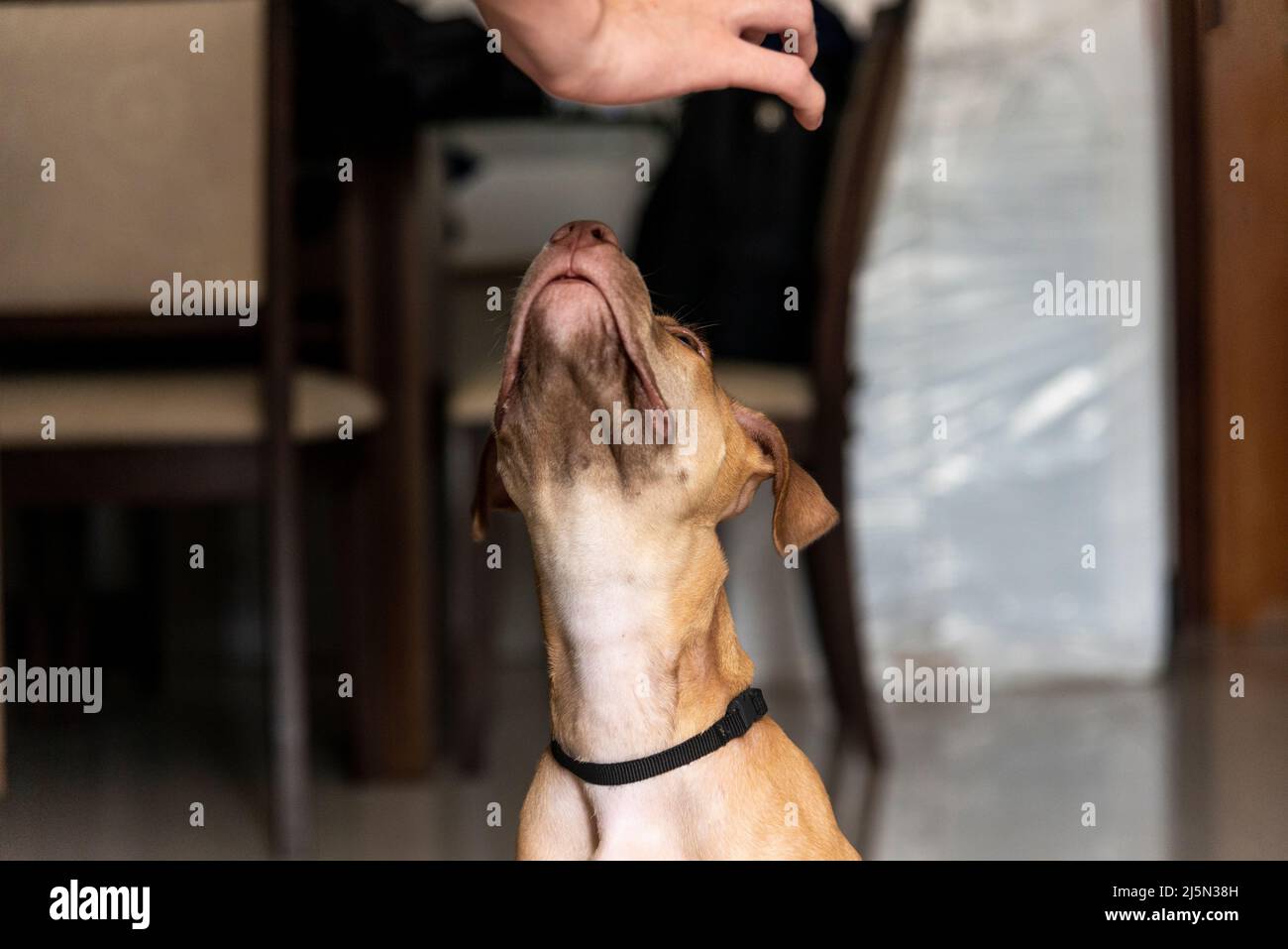 Caramel colored dog looking up. Salvador, Bahia, Brazil Stock Photo - Alamy