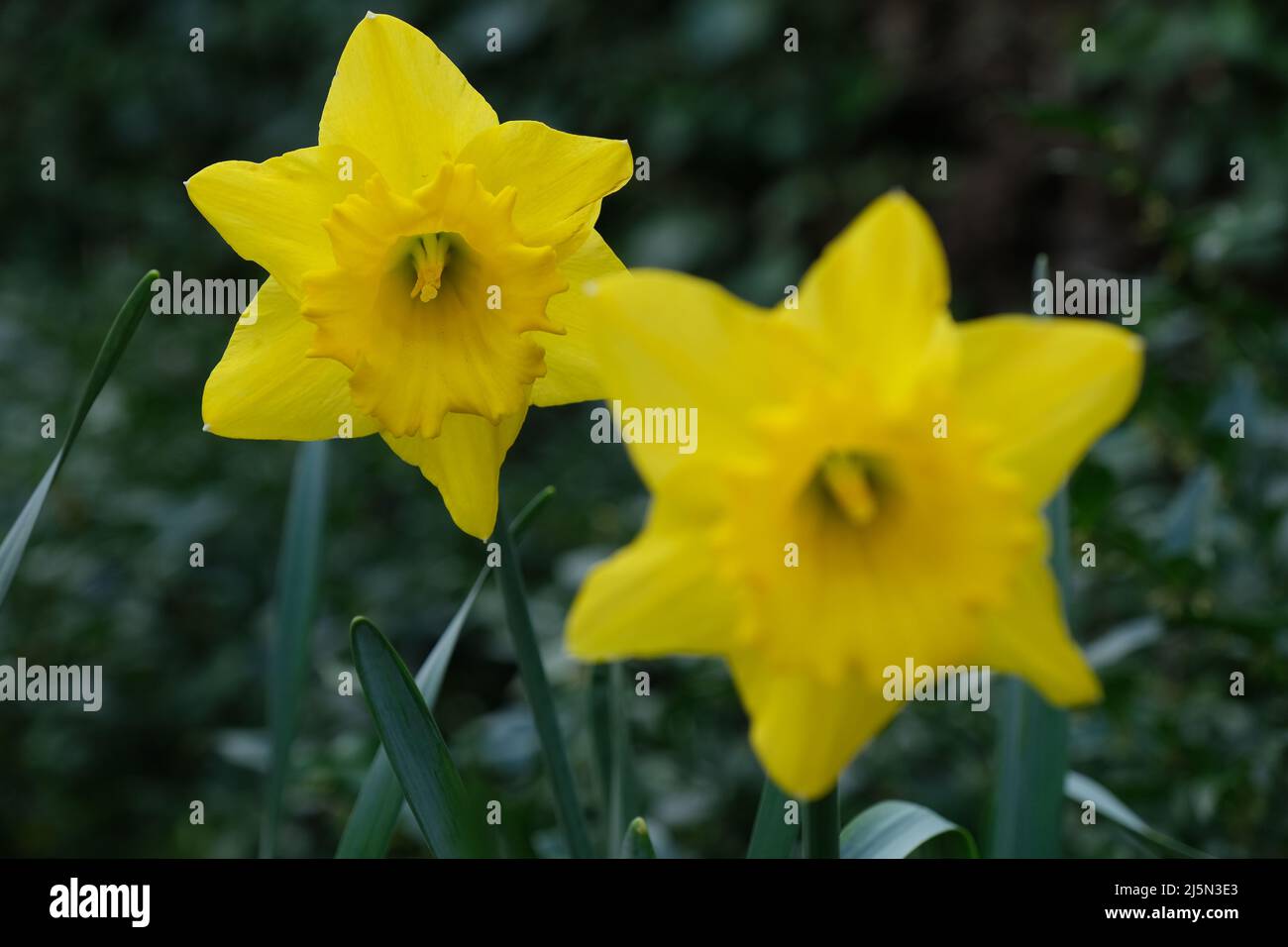 Two daffodils hi-res stock photography and images - Alamy