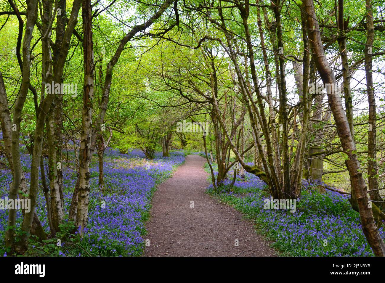 Superb bluebells in Scord's Wood, ancient woodland on the Greensand ...