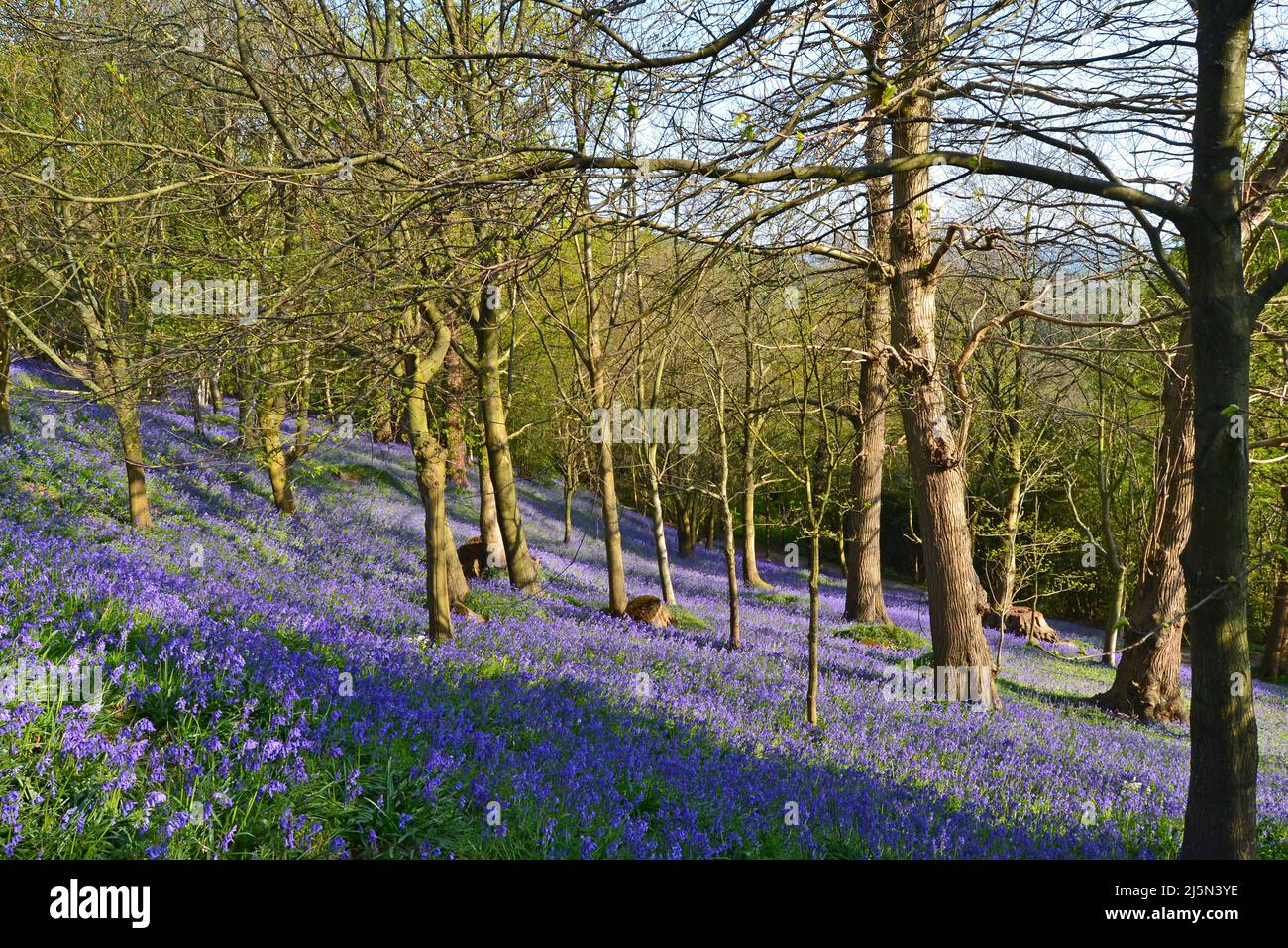 Bluebells on a slope hi-res stock photography and images - Alamy
