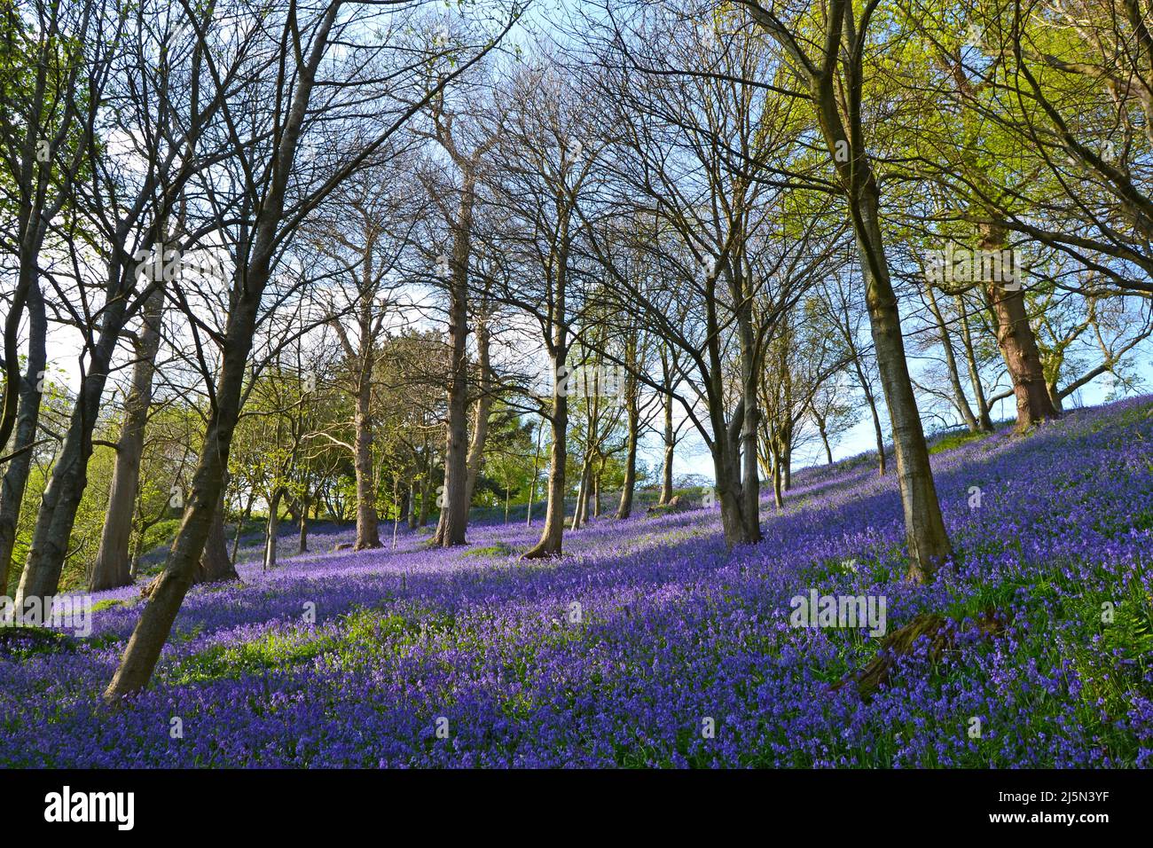 Bluebells at emmett gardens hi-res stock photography and images - Alamy