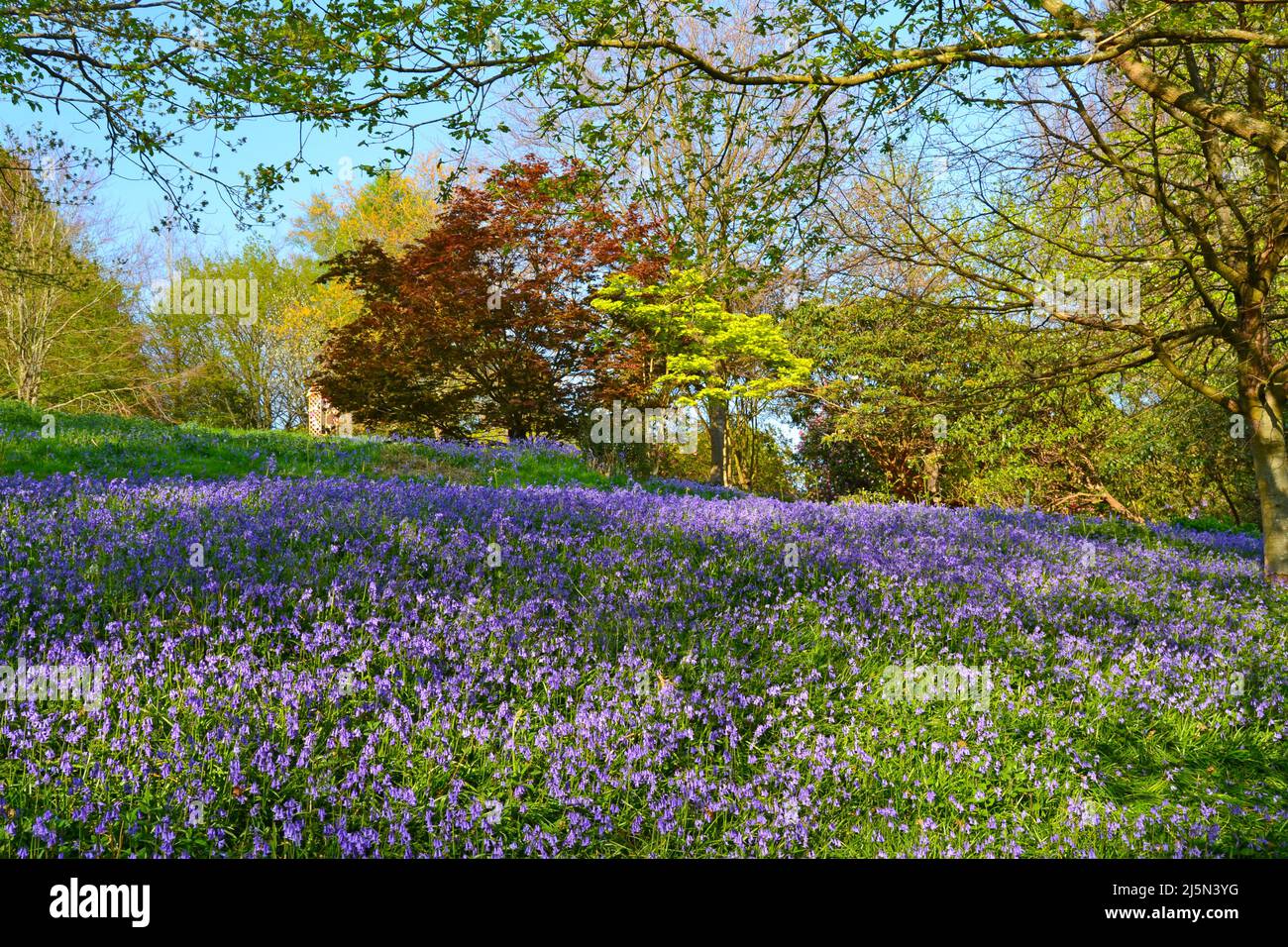 Bluebells at emmett gardens hi-res stock photography and images - Alamy