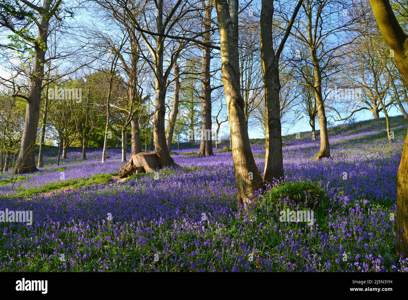Superb bluebells in Emmetts Gardens, Ide Hill, in National Trust ...