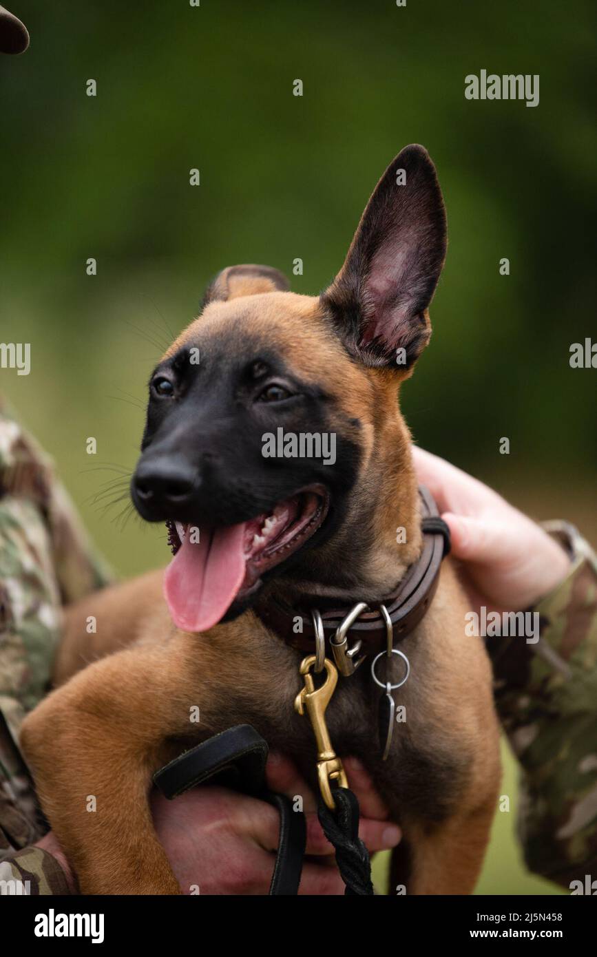 A puppy from the Military Working Dog breeding program at Joint Base ...