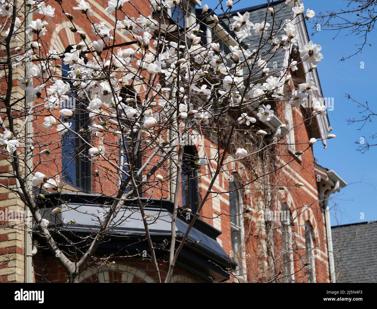 Magnolia trees neighborhood hi-res stock photography and images - Alamy
