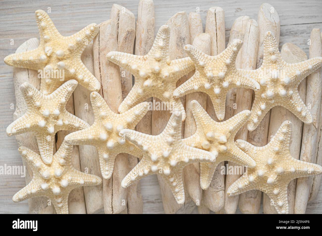 Marine summer Wallpaper. beige starfish on driftwood sticks on white ...