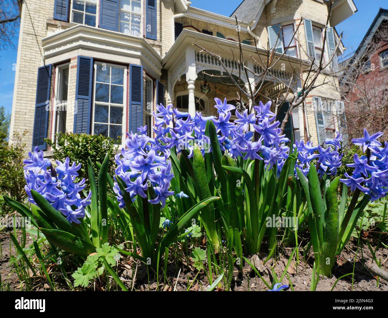 Spring scene with close-up view of hyacinth Stock Photo - Alamy