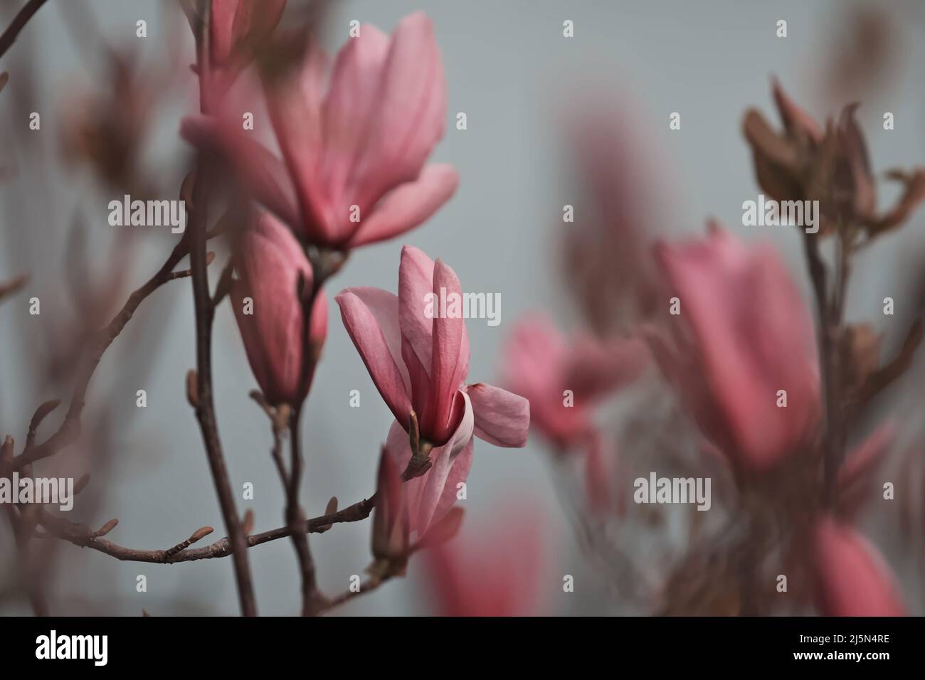 Closeup magnolia blossom under hi-res stock photography and images - Alamy