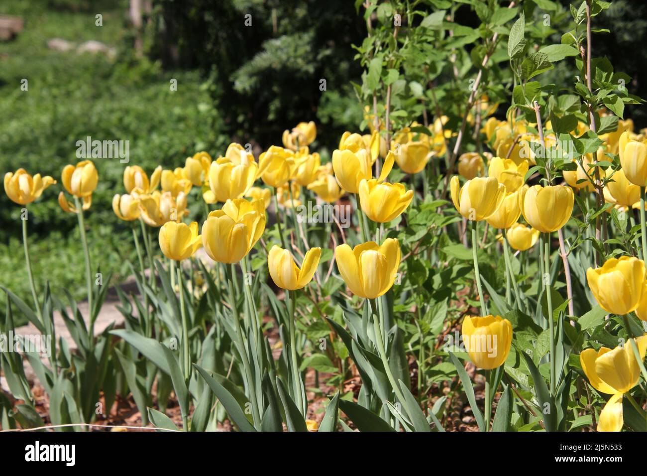 spring in the park Stock Photo - Alamy