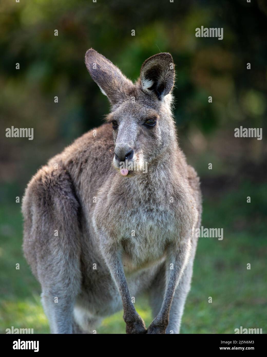 Australian Landscape Kangaroo