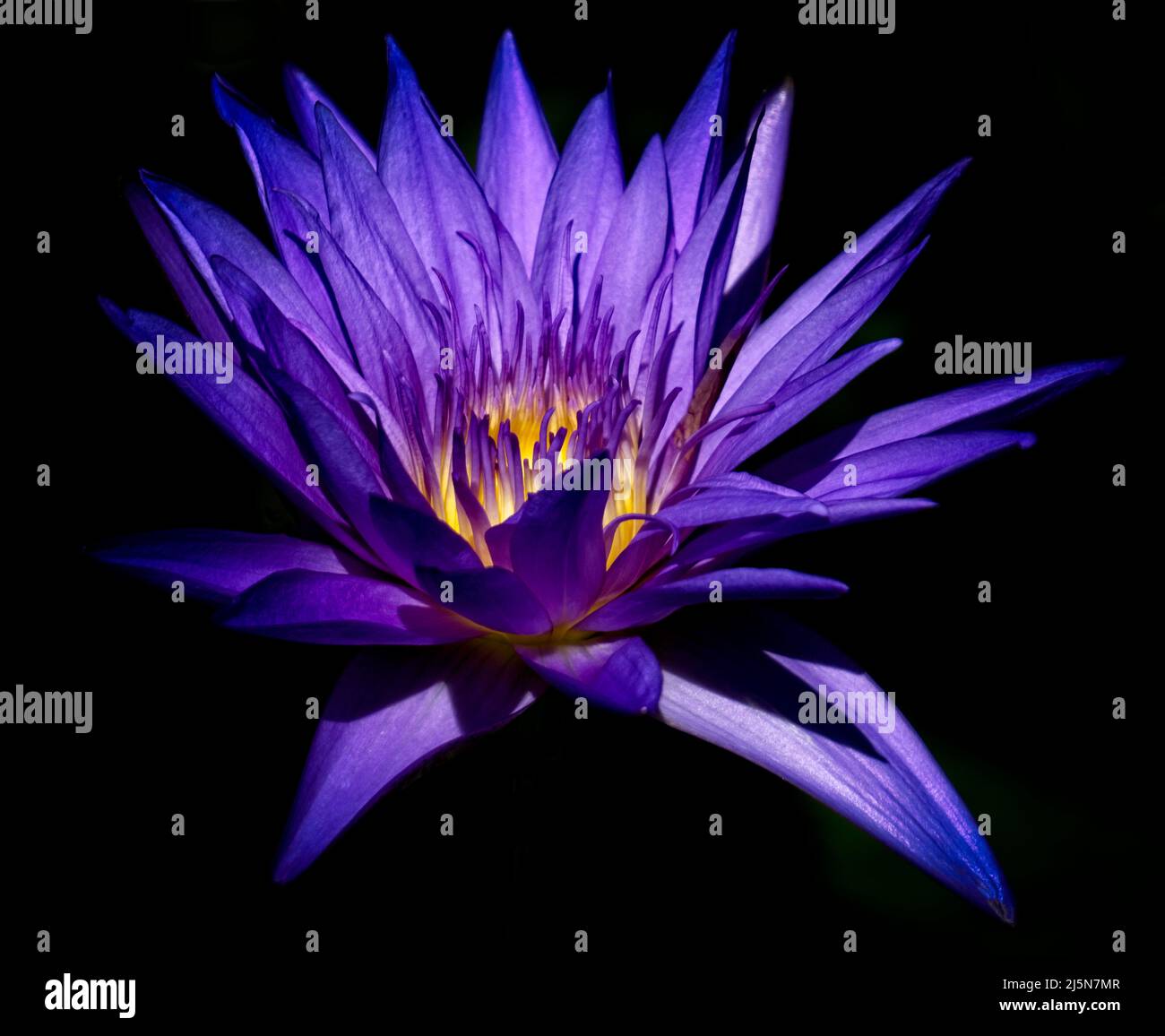 Emergent vegetation hi-res stock photography and images - Alamy