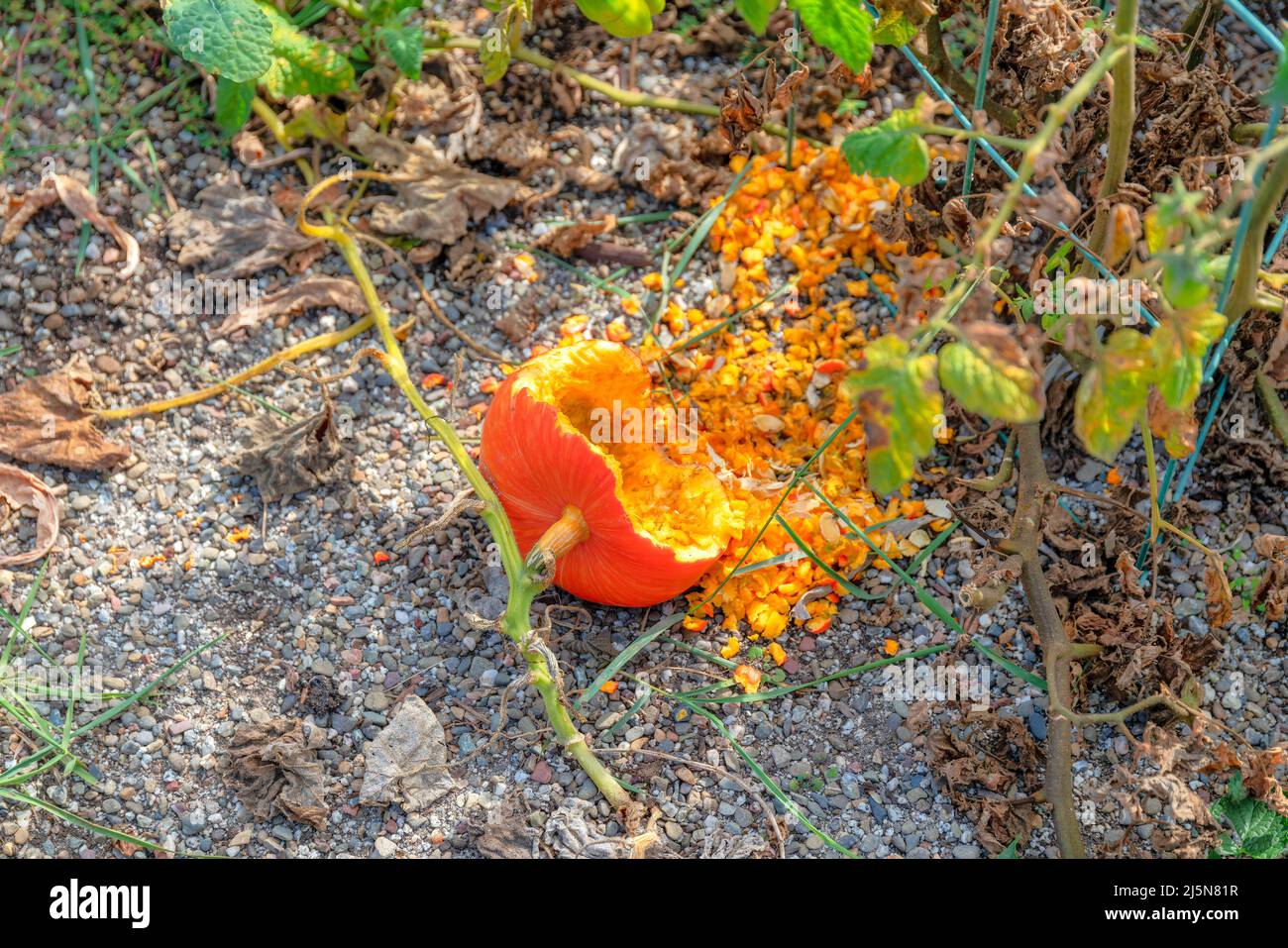 Destroyed seeds hi-res stock photography and images - Alamy
