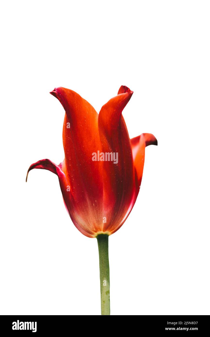 Single Red Tulip Wallpaper
