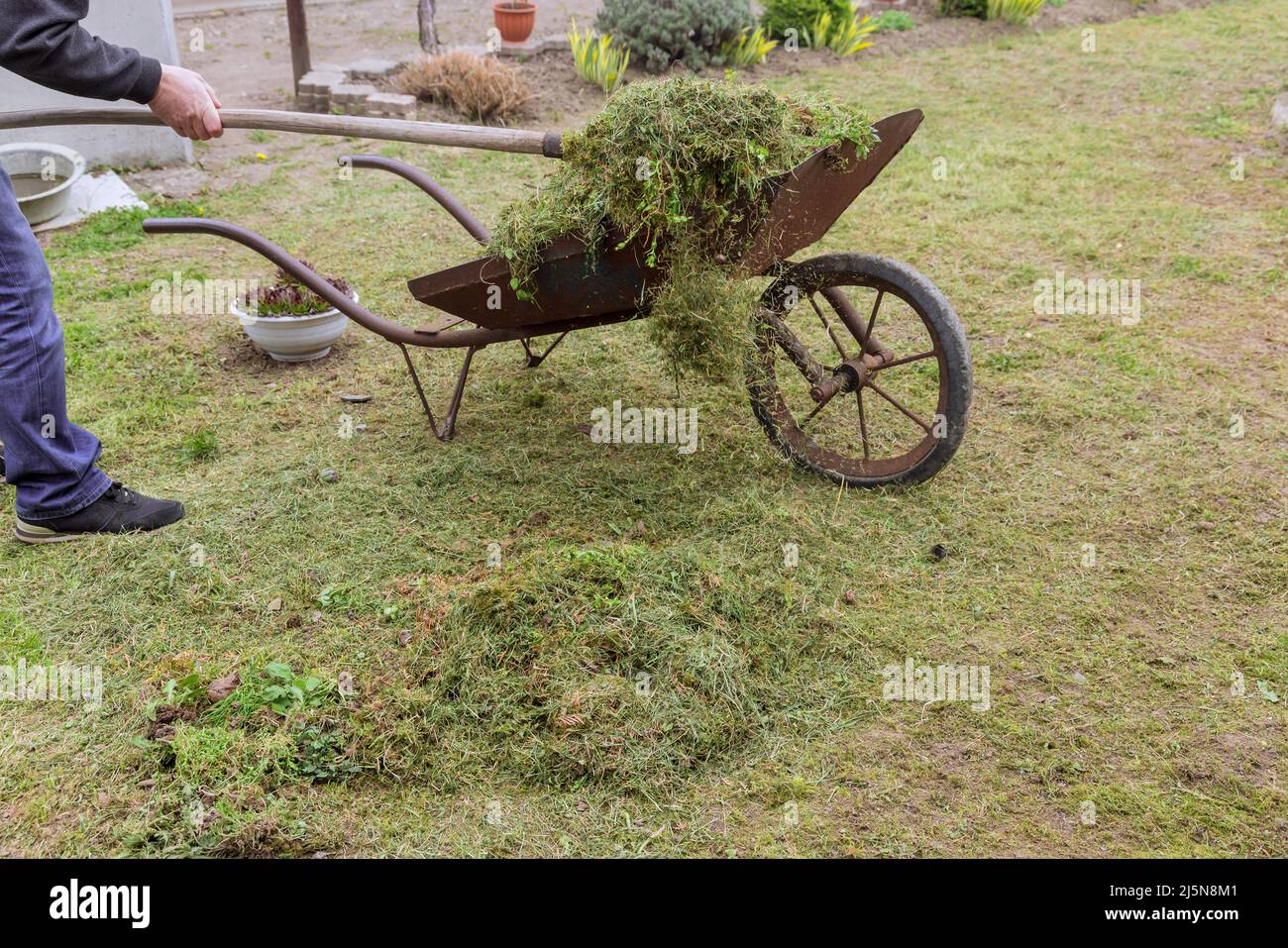 Farmer collecting cut green lawn in yard cart for composting Stock ...