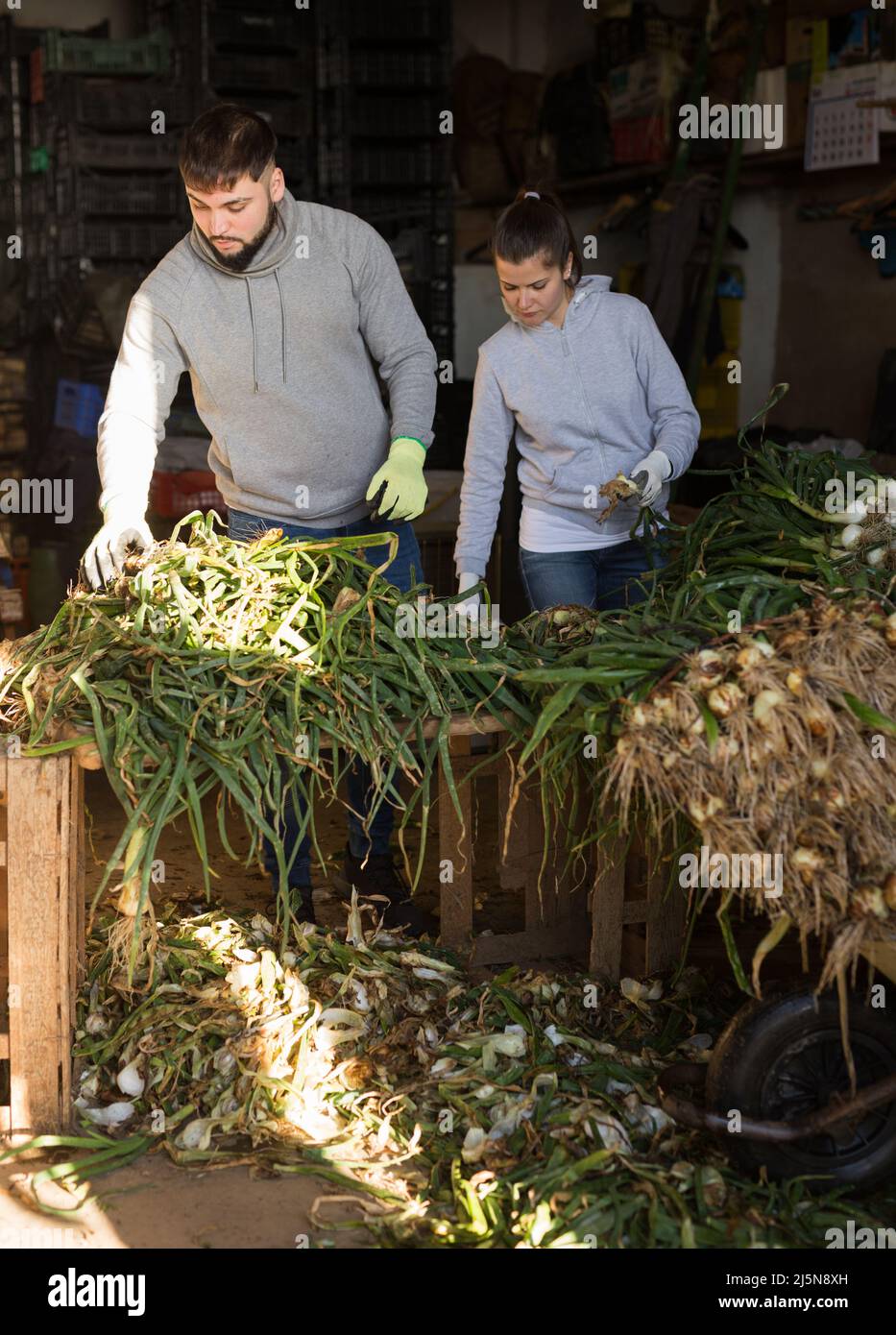 Young farm workers sorting green spring onions Stock Photo - Alamy