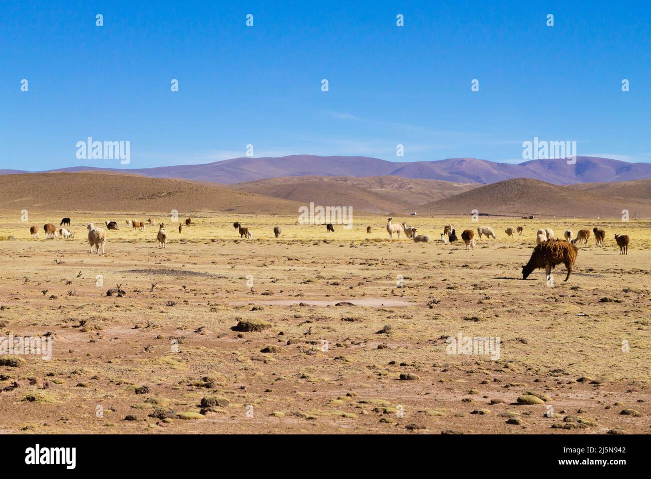 Bolivian llama breeding on Andean plateau,Bolivia Stock Photo - Alamy