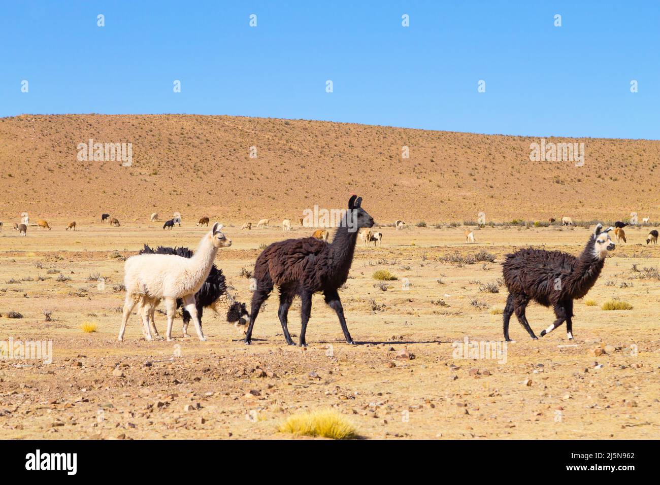 Bolivian llama breeding on Andean plateau,Bolivia Stock Photo - Alamy