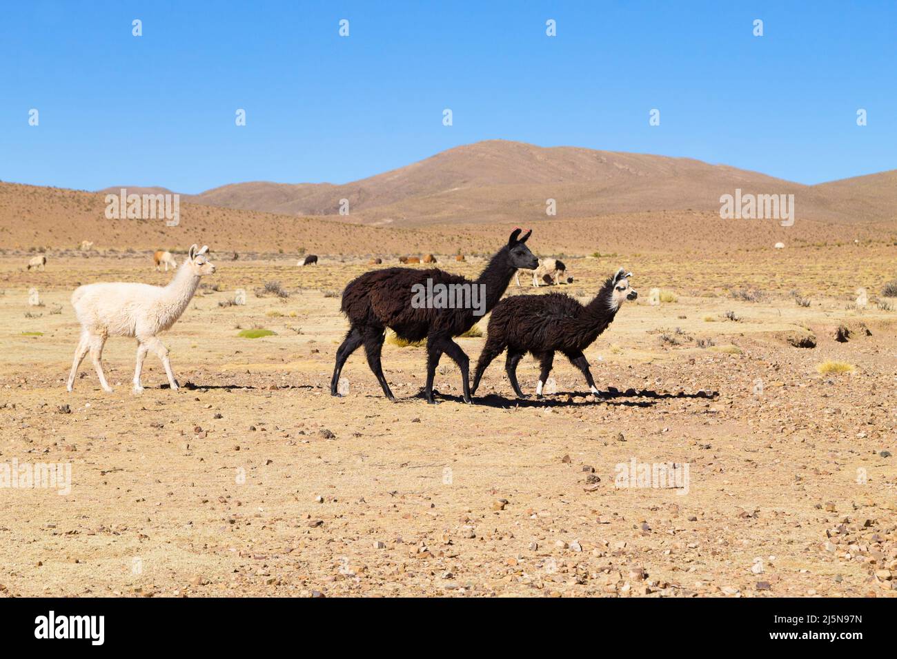 Bolivian llama breeding on Andean plateau,Bolivia Stock Photo - Alamy