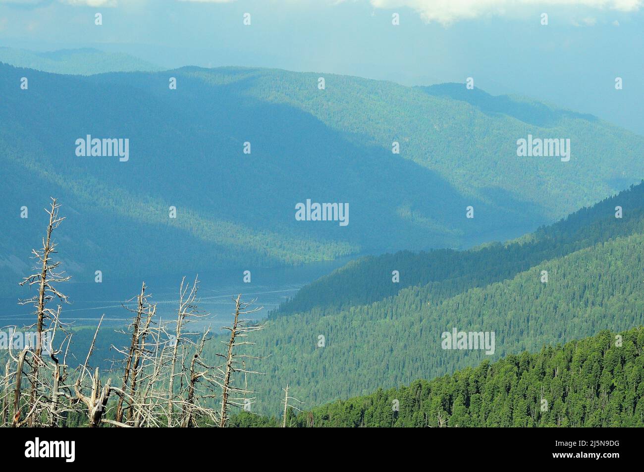 A look through the trunks of dry pines at a lake in the distance lying ...