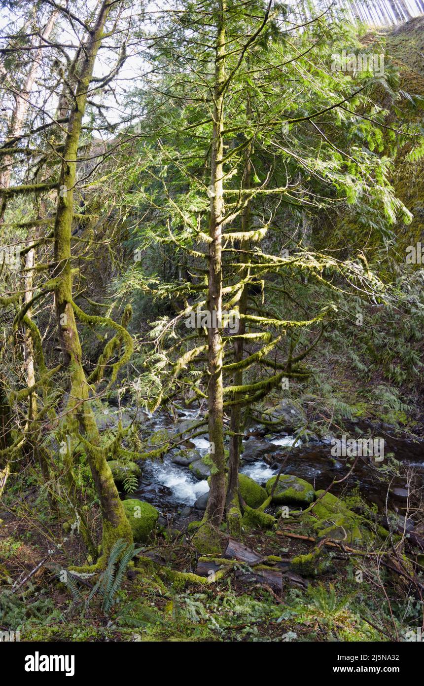 A tangle of moss-covered trees, ferns, and other vegetation grows wild ...