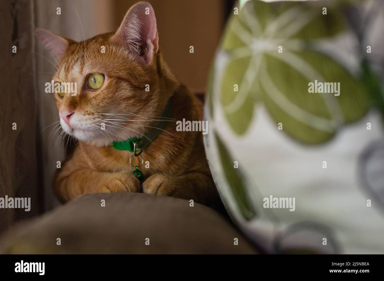 Domestic cat sitting alone on the couch and looking out at window Stock ...