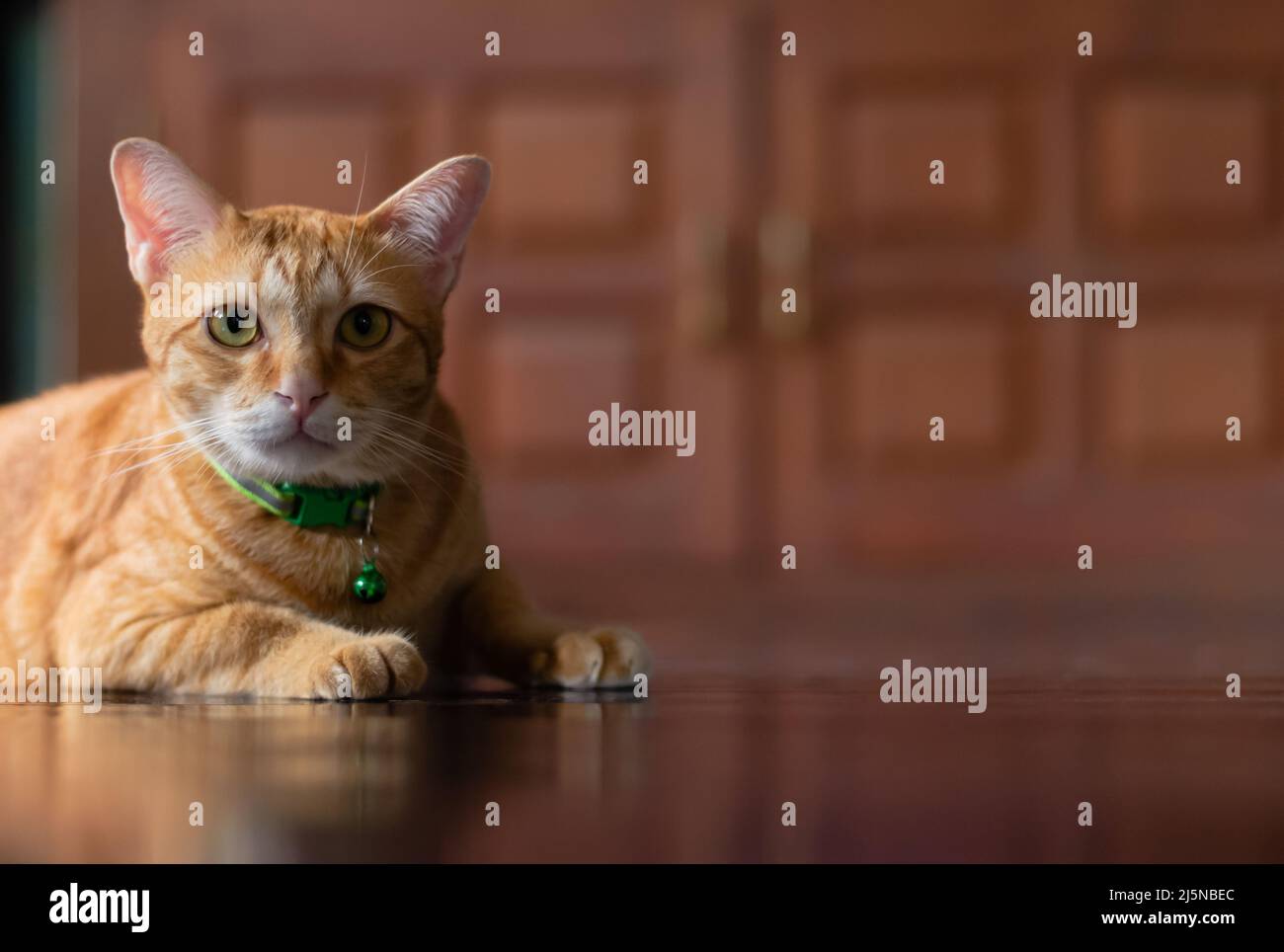 Domestic male cat hi-res stock photography and images - Alamy