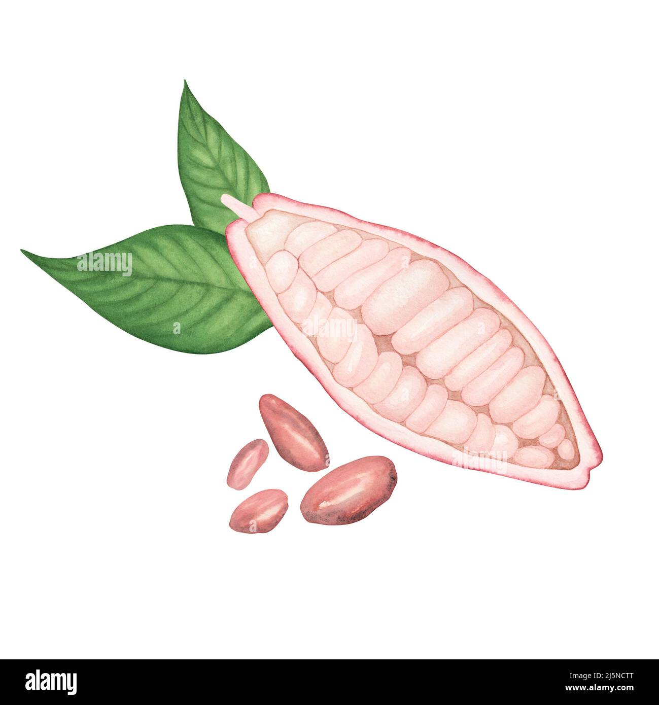 Ripe pink cocoa pod with ruby beans isolated on white background ...