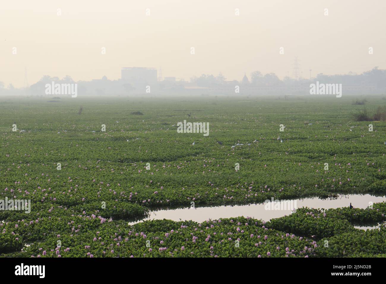 LAKESIDE NEAR KORADI TEMPLE , NAGPUR Stock Photo - Alamy