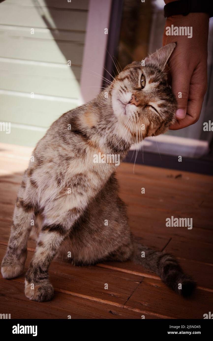 Person caresses the cat's head. Funny cat face Stock Photo - Alamy